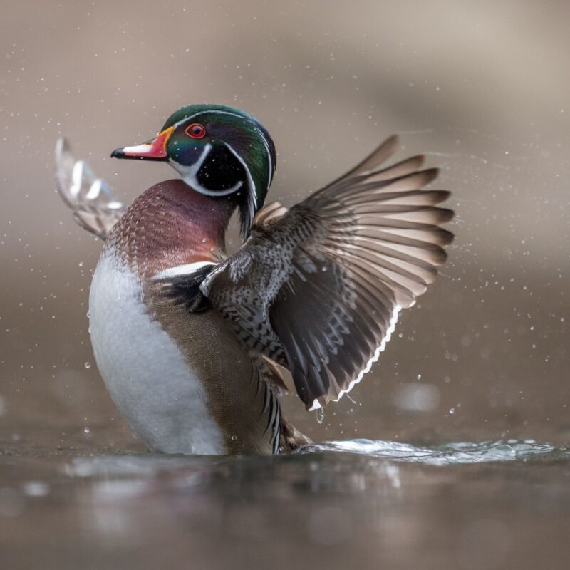 What’s real and who/what matters: Sentientism in schools - Ethical Schools